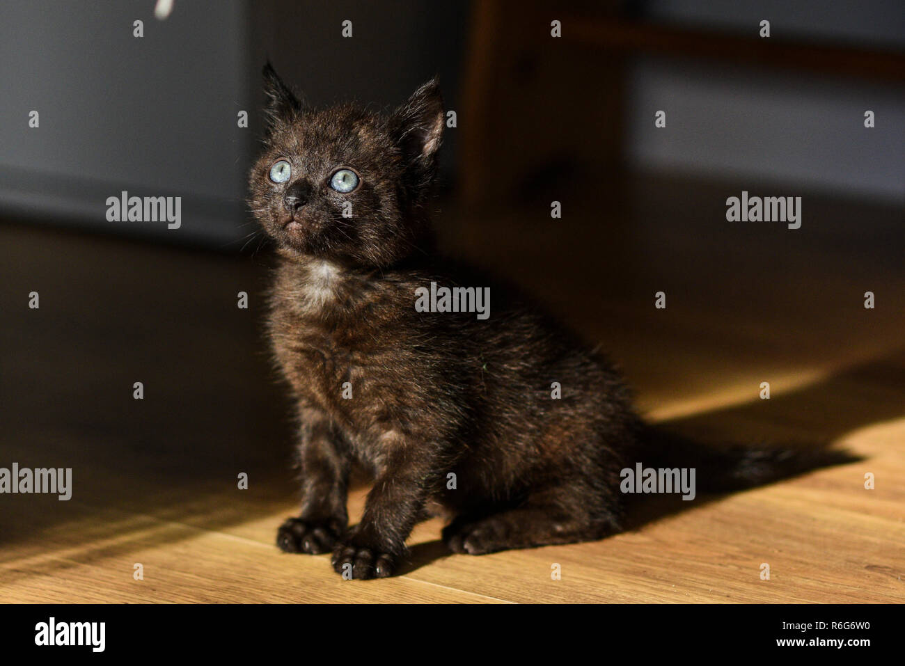 Portrait of a little black kitten with blue eyes Stock Photo - Alamy