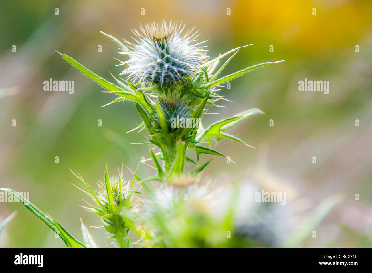 Burr head leaf hi-res stock photography and images - Alamy