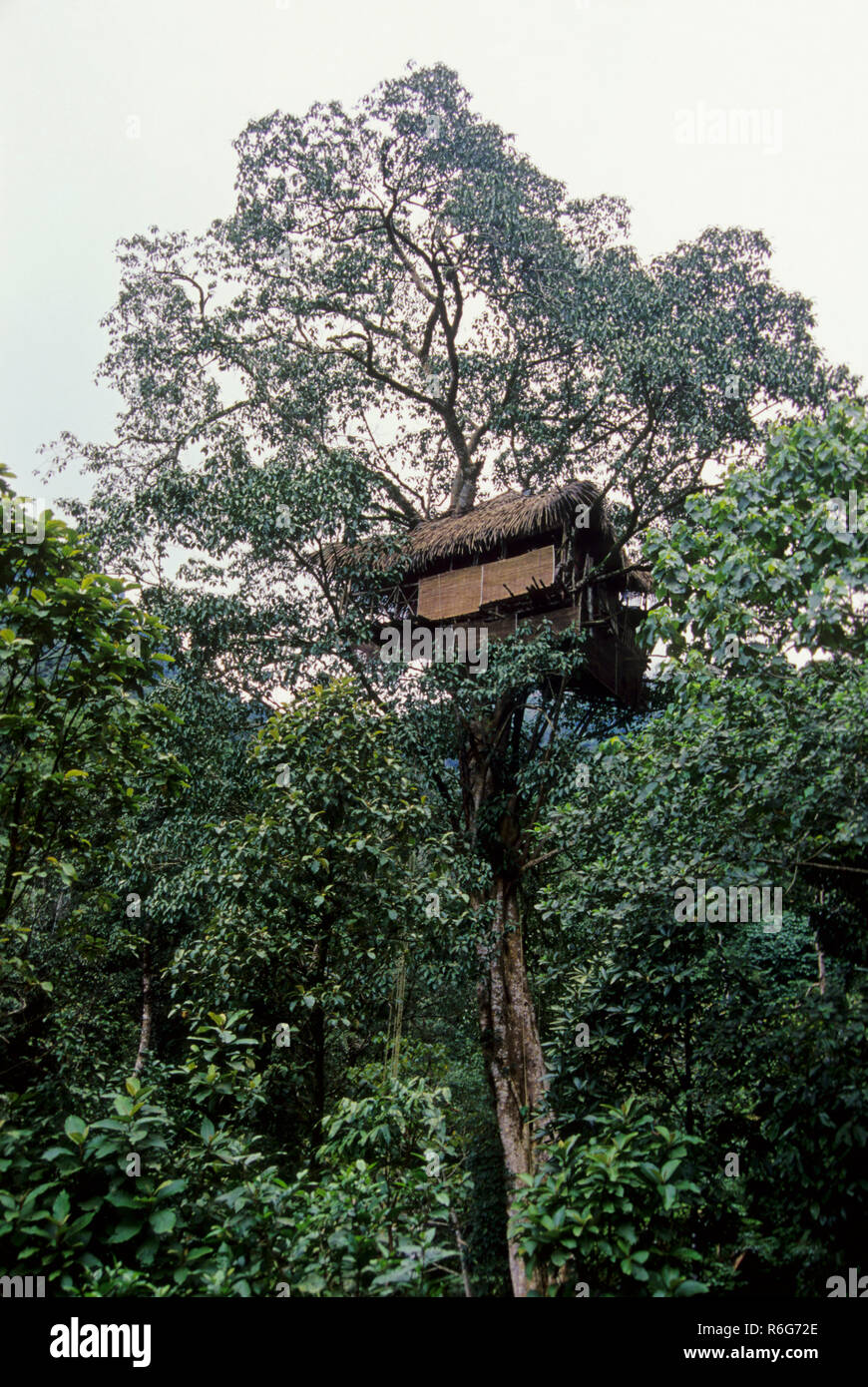Tree top house, Lakkidi Village, Lakkidi, Wayanad, Kerala, India, Asia ...
