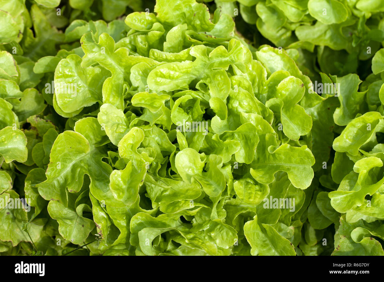 Field of Green Frisee lettuce growing in rows Stock Photo - Alamy
