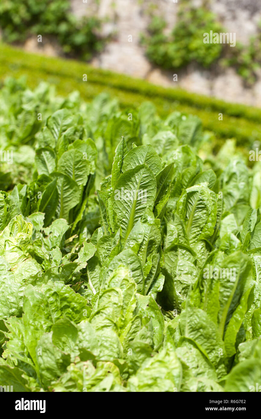 Field of Green Frisee lettuce growing in rows Stock Photo - Alamy