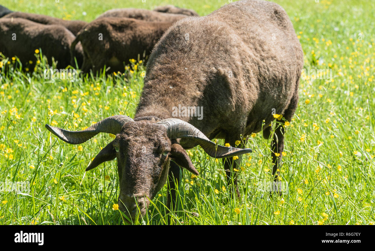 Black welsh mountain sheep lamb hi-res stock photography and images - Alamy