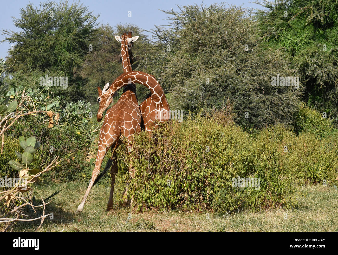 Giraffenkampf hi-res stock photography and images - Alamy