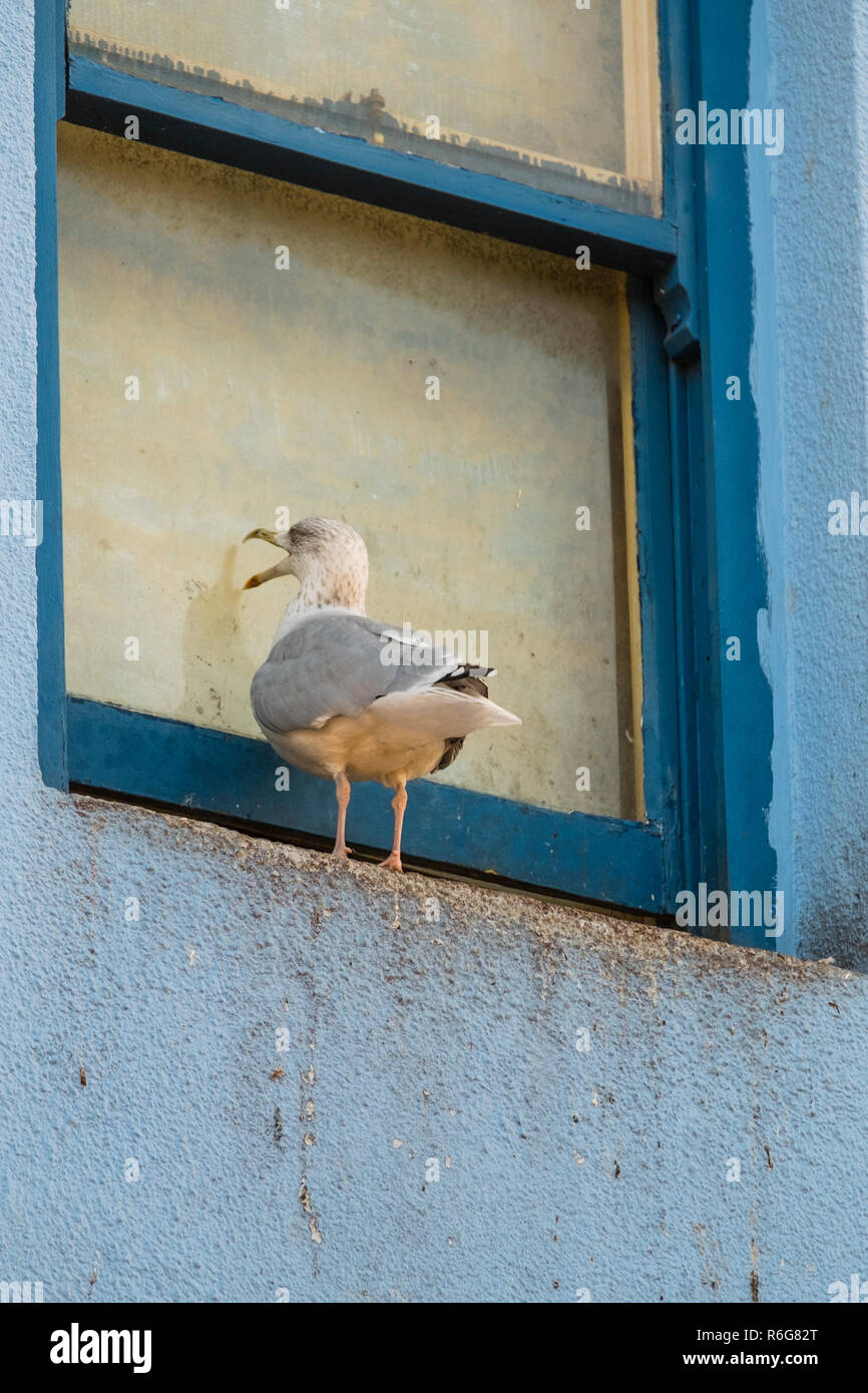 A 'trained' or tame seagull standing on a window sill, pecking at the ...