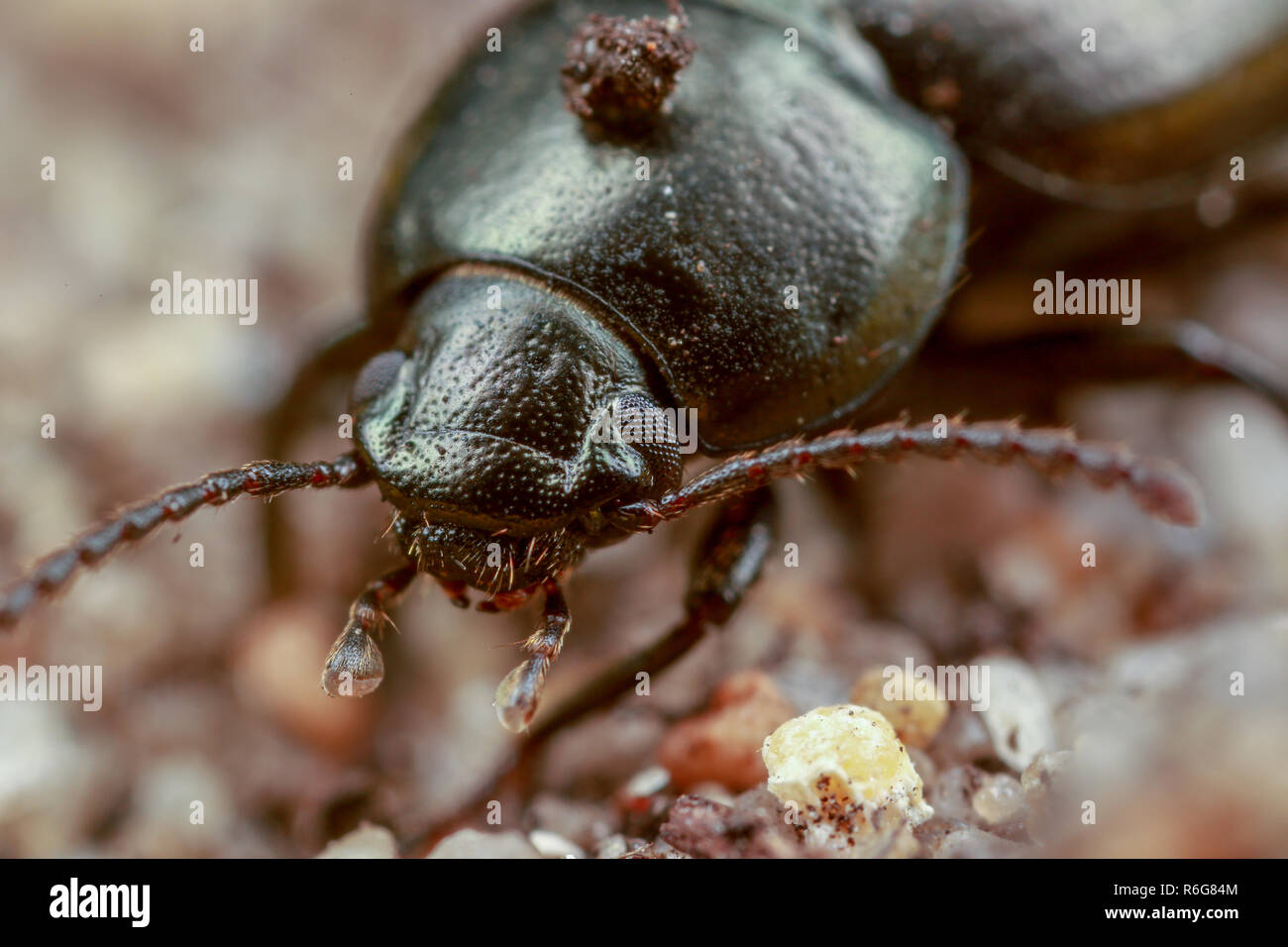 Close up portrait of a bronze beetle Stock Photo - Alamy