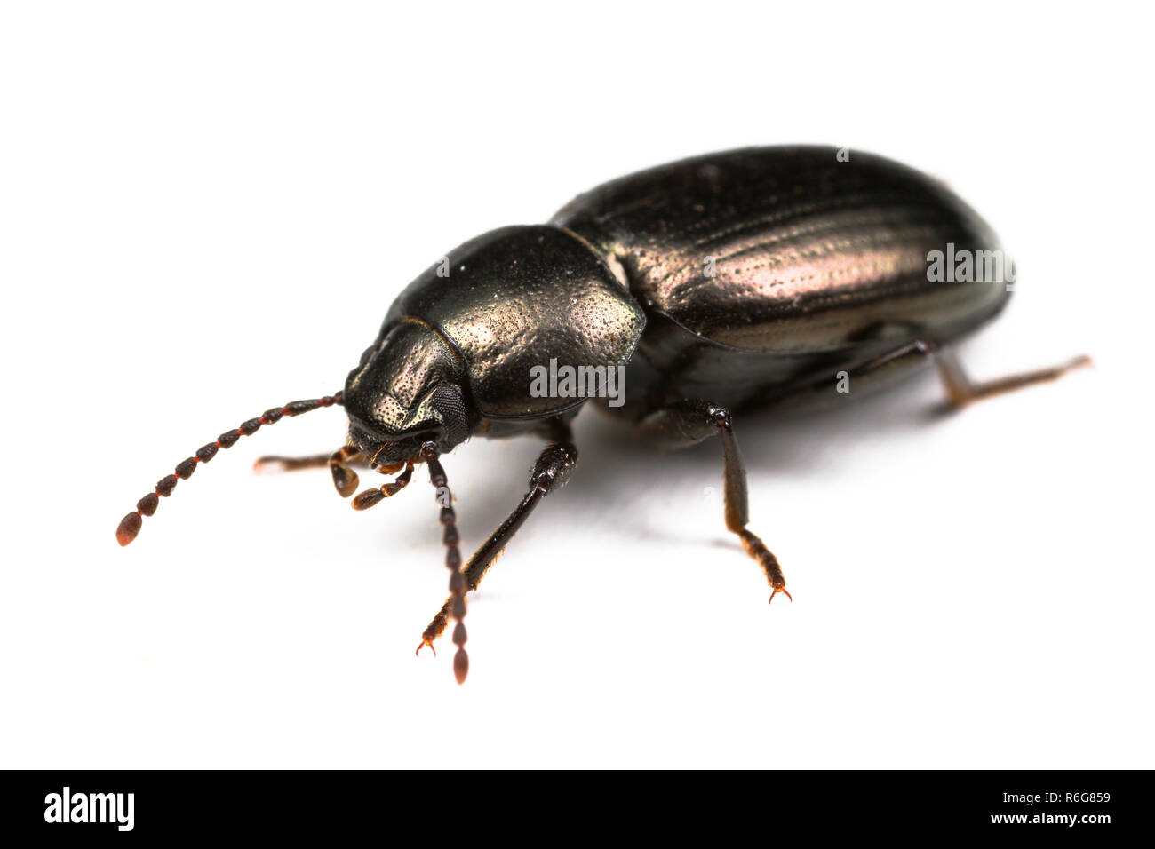 Beautiful bronze coloured beetle isolated on white background Stock ...