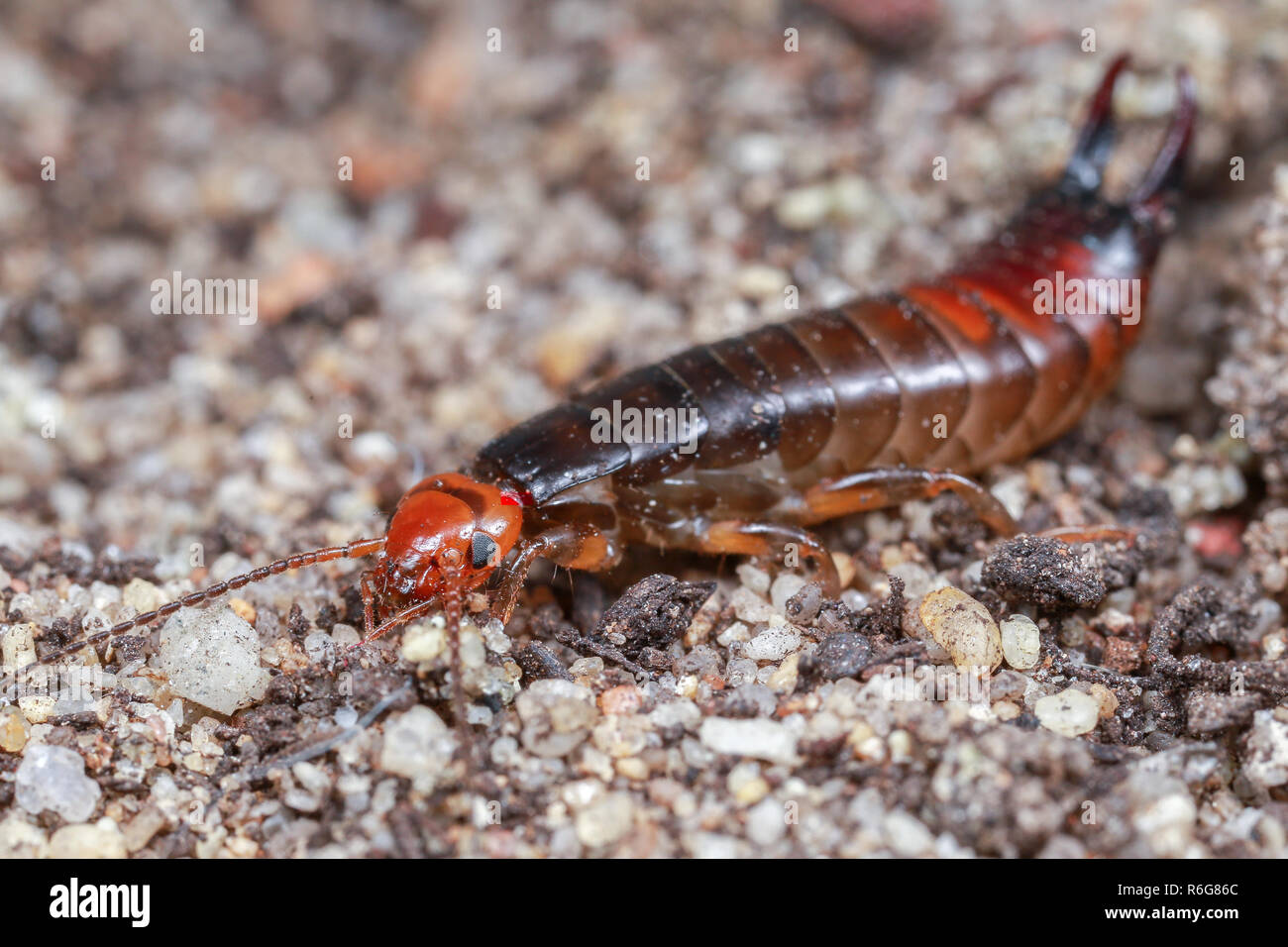 Earwigs hi-res stock photography and images - Alamy