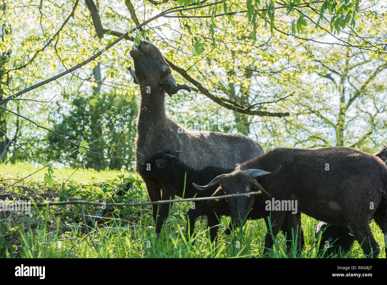 Sheep welsh horns hi-res stock photography and images - Alamy