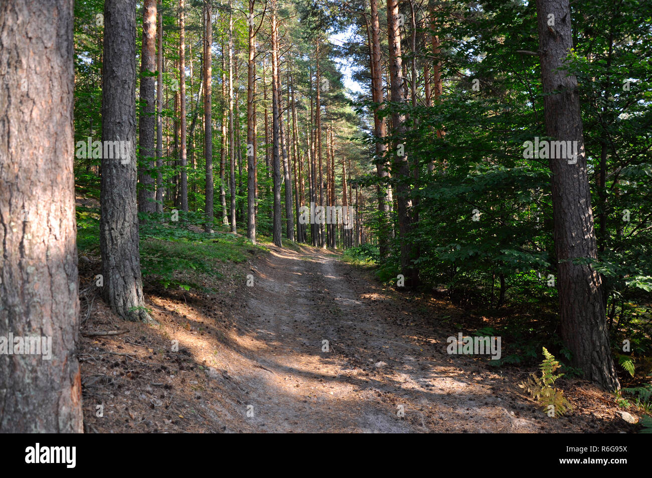 Road in countryside between forest hi-res stock photography and images ...