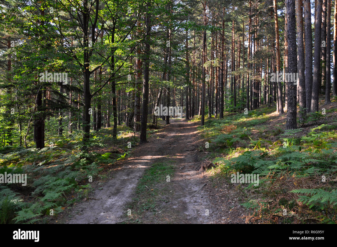 Path between tall trees hi-res stock photography and images - Alamy
