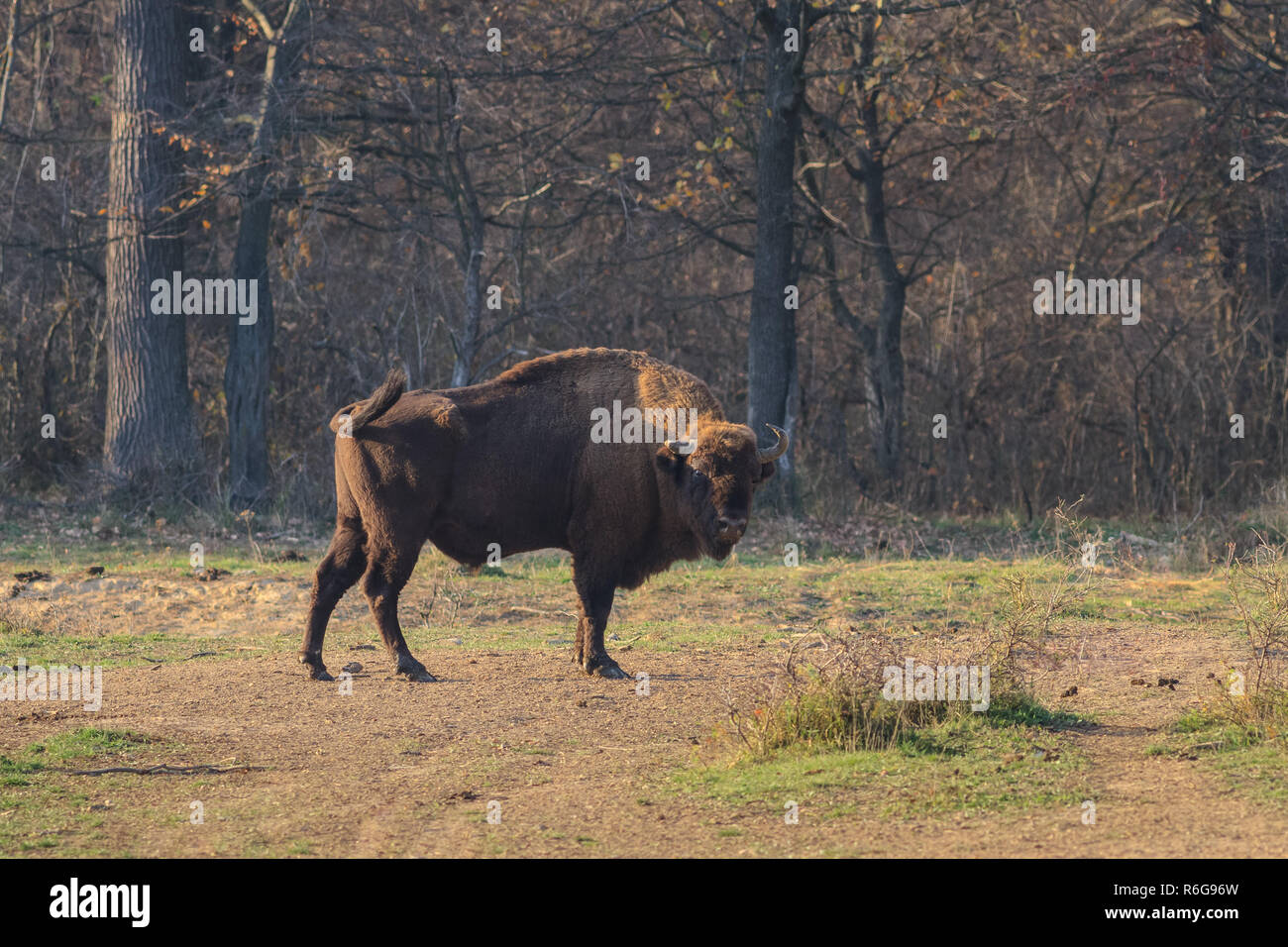 European wood bison tree hi-res stock photography and images - Alamy