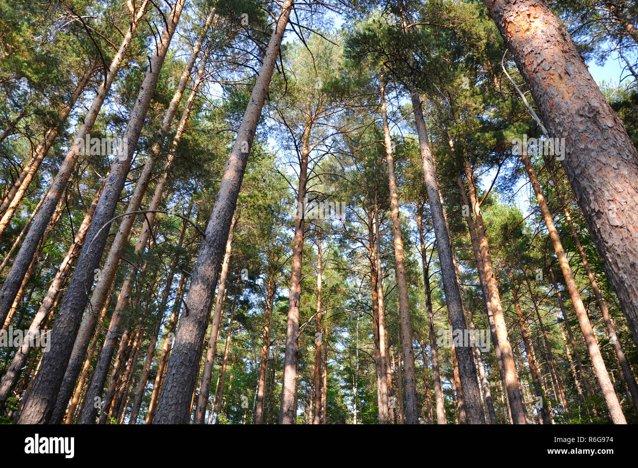 Tall pines in a forest Stock Photo - Alamy