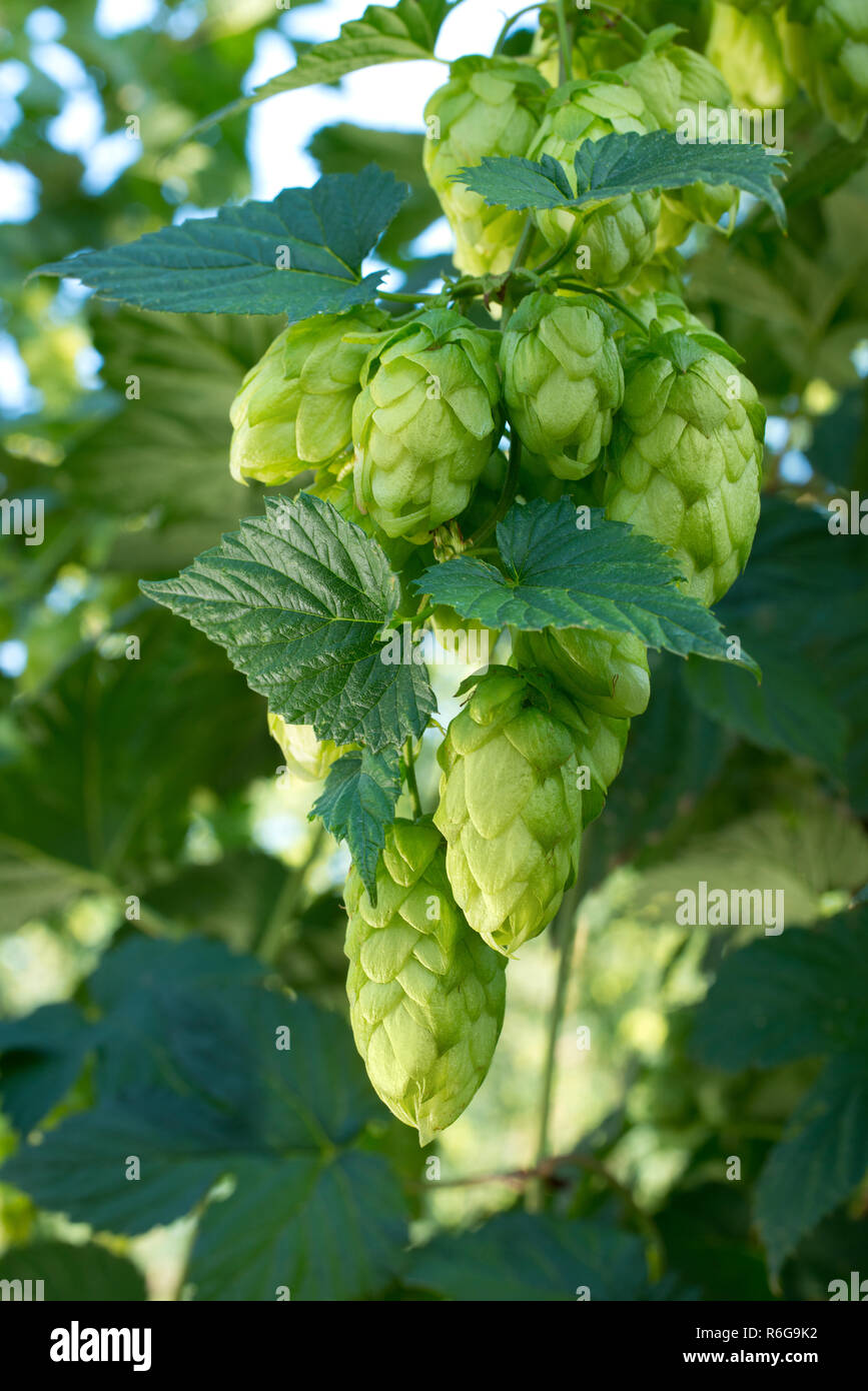 Vegetation Cones Hi Res Stock Photography And Images Alamy