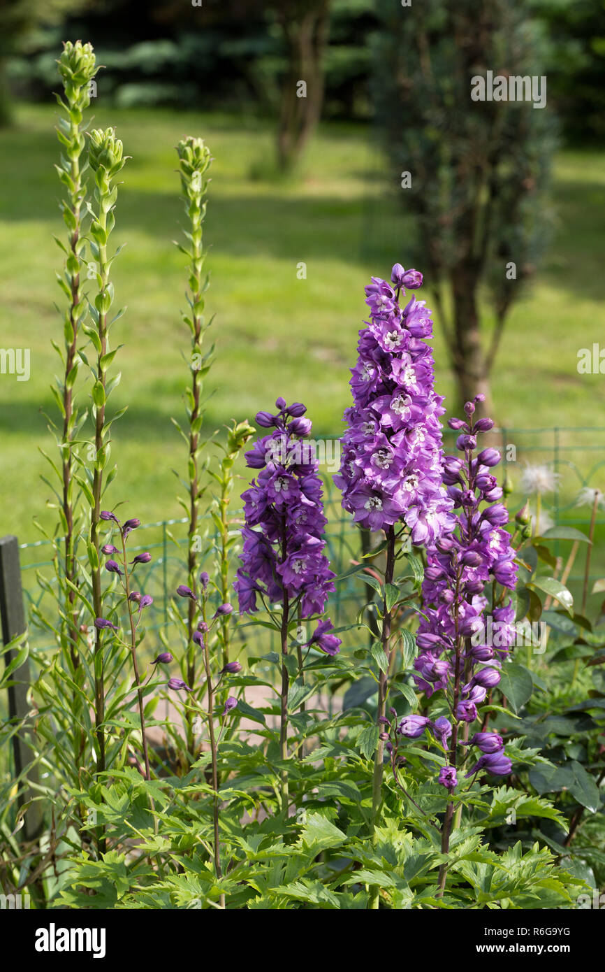 Purple Delphinium Flower in Garden Stock Photo - Alamy