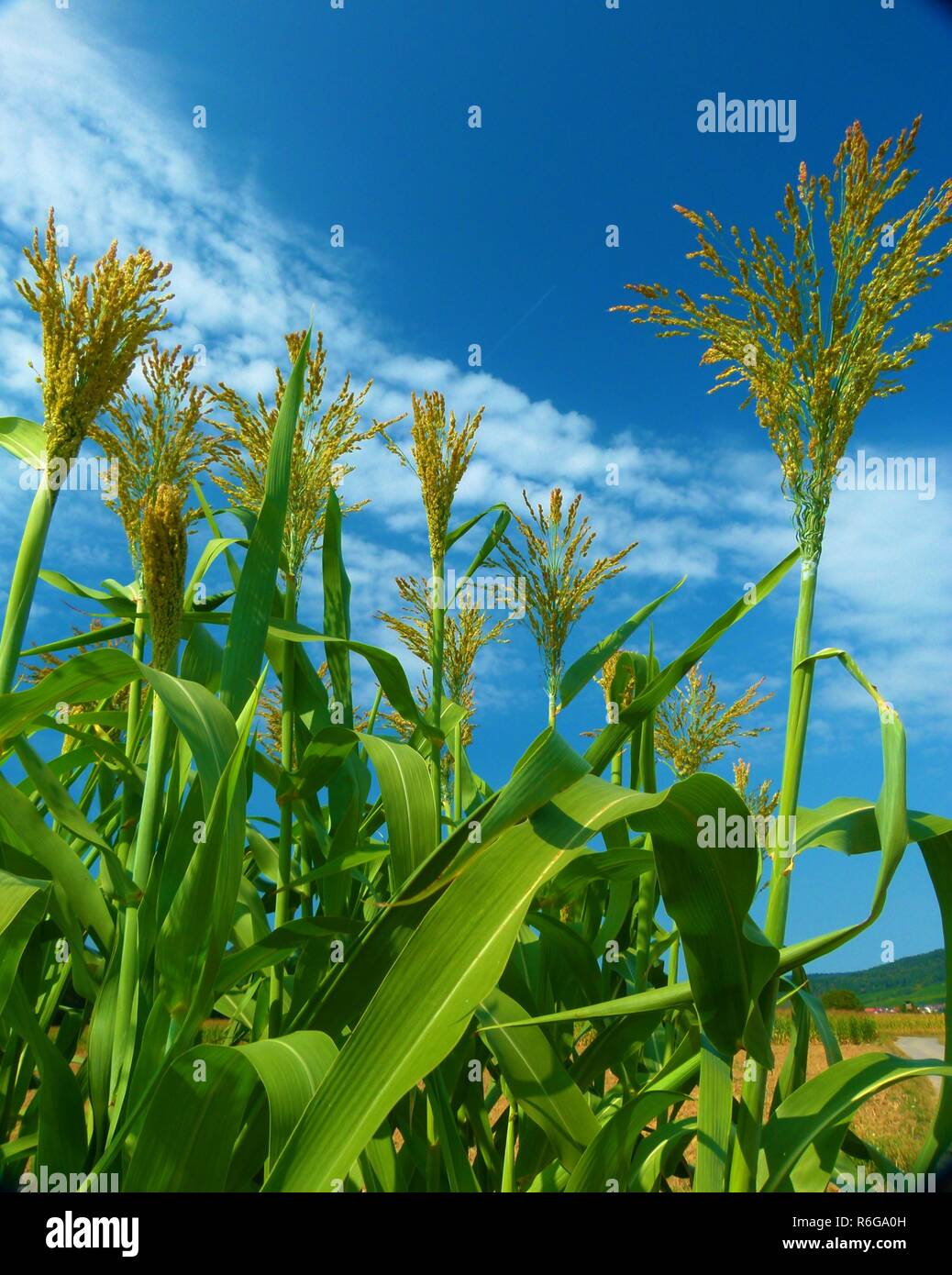 sorghum millet in steep perspective Stock Photo - Alamy