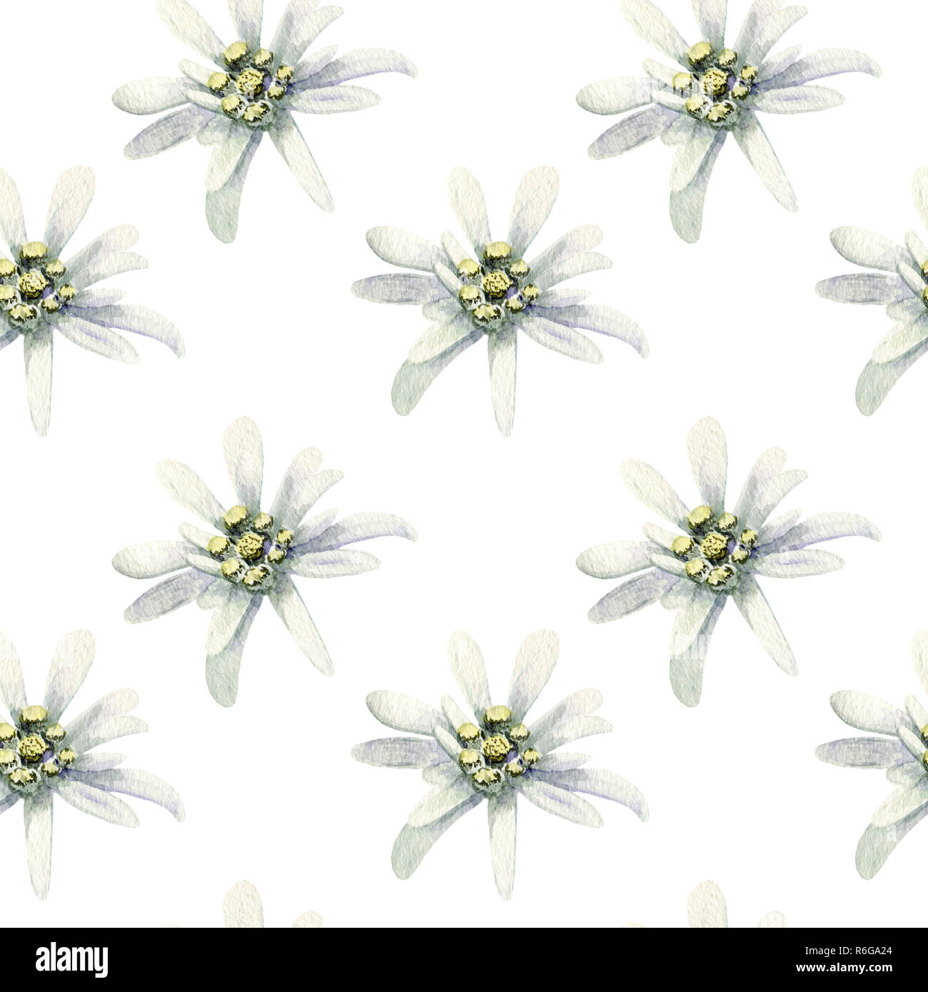 Edelweiss flowers isolated. watercolor seamless pattern illustration ...