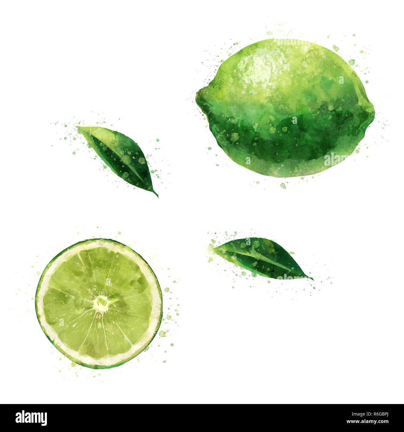 Lime on white background. Watercolor illustration Stock Photo - Alamy
