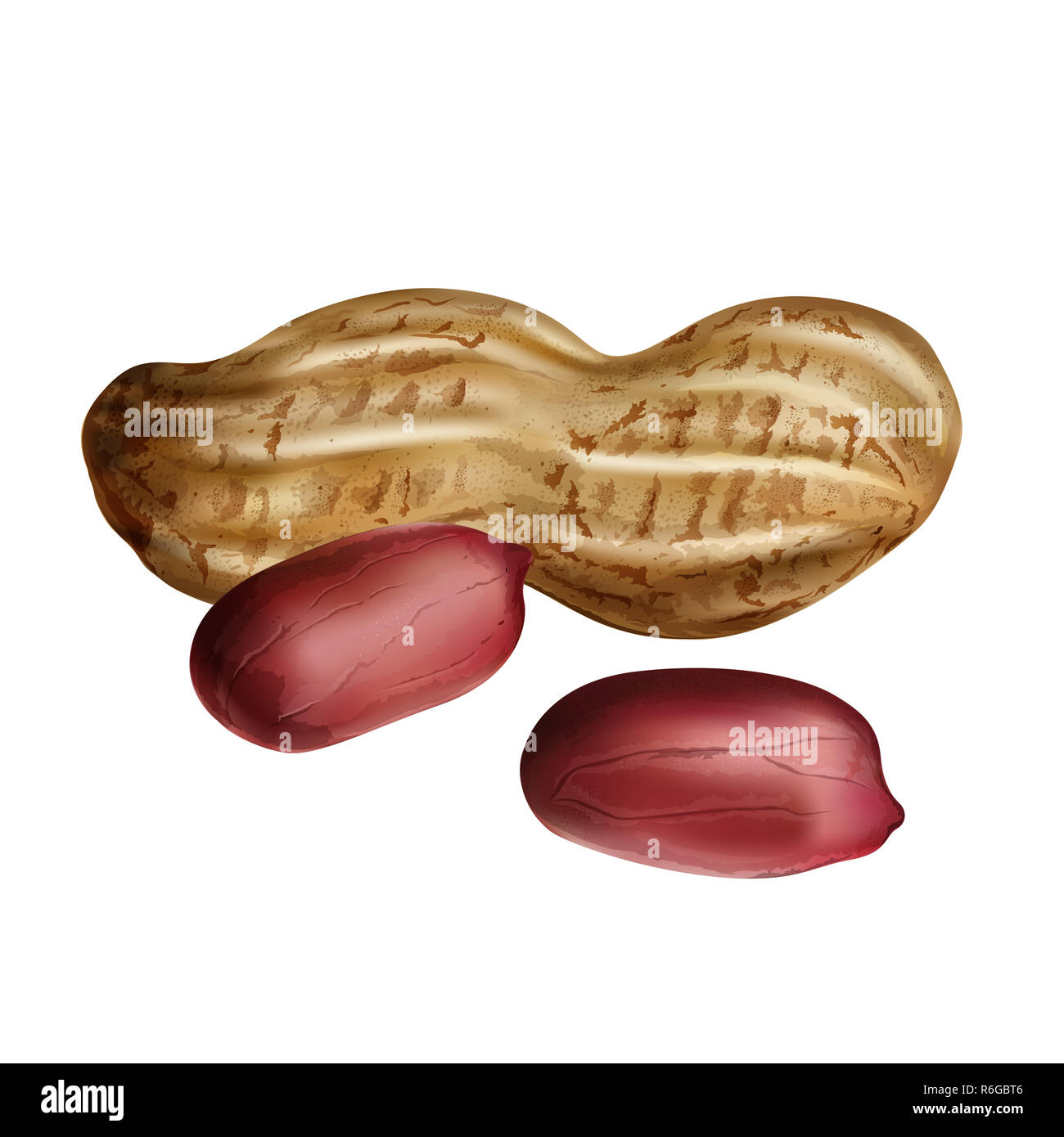 Realistic peanut on transparent hi-res stock photography and images - Alamy