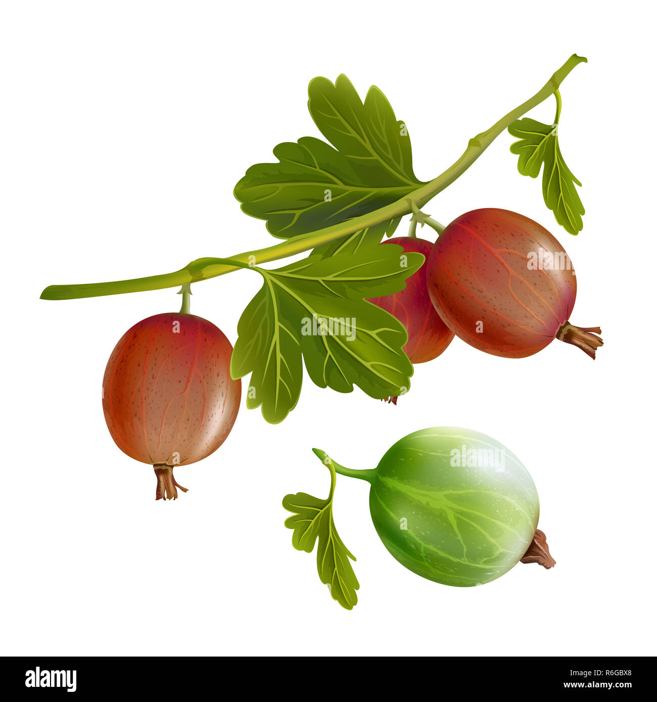 Gooseberries on white background Stock Photo - Alamy