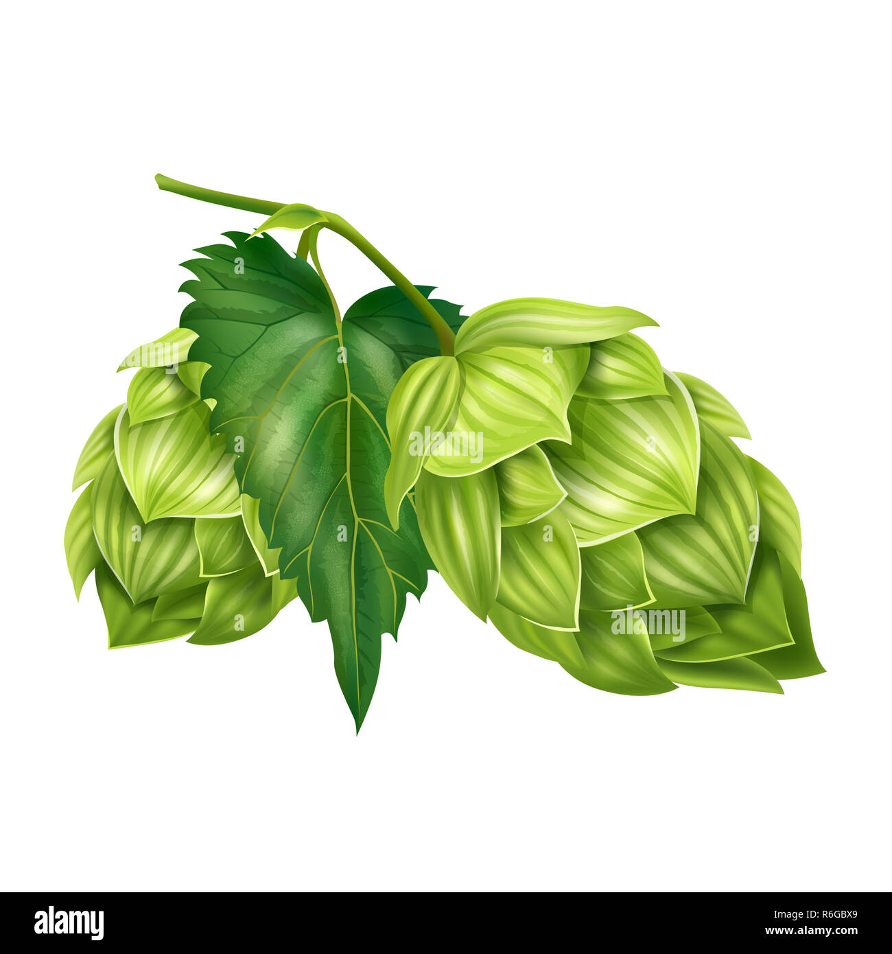 Hops on white background Stock Photo - Alamy