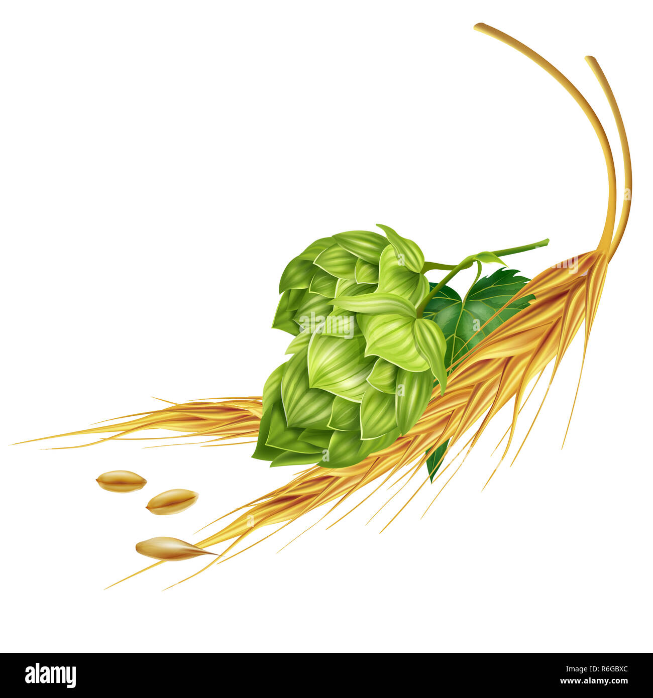 Hops and malt on white background Stock Photo - Alamy