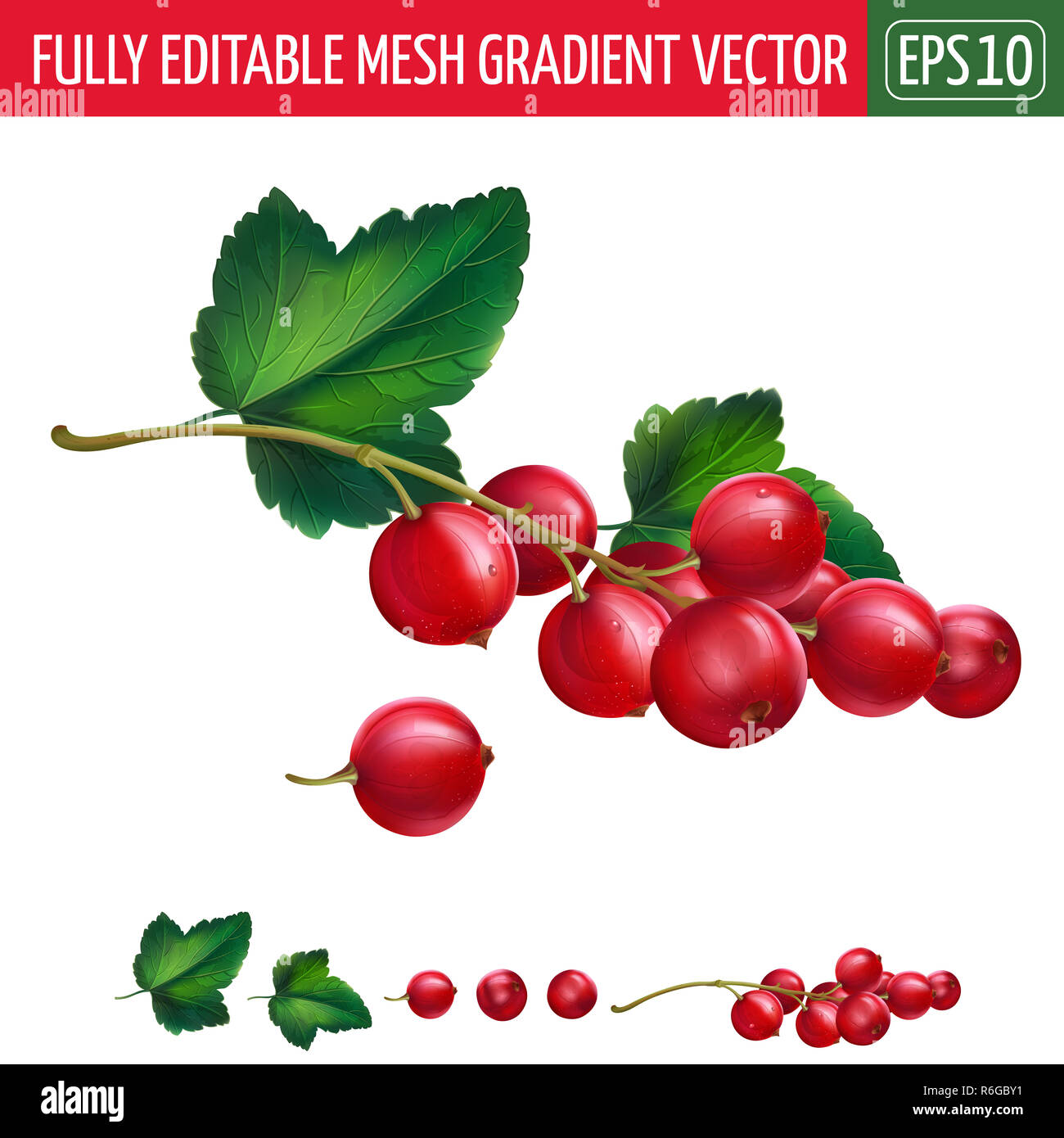 Red currant on white background. Vector illustration Stock Photo - Alamy