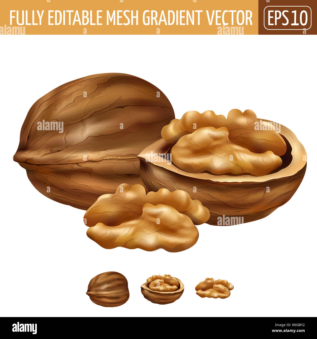 Walnut on white background. Vector illustration Stock Photo - Alamy