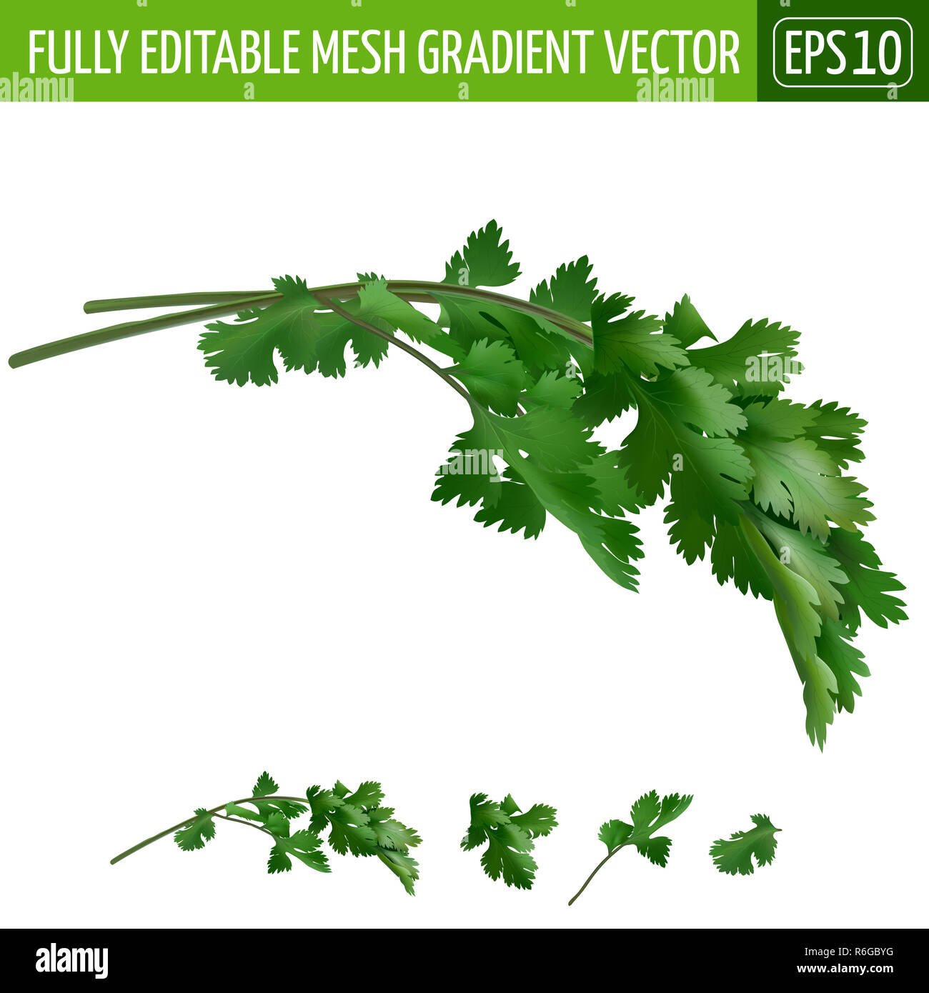 Cilantro on white background. Vector illustration Stock Photo - Alamy
