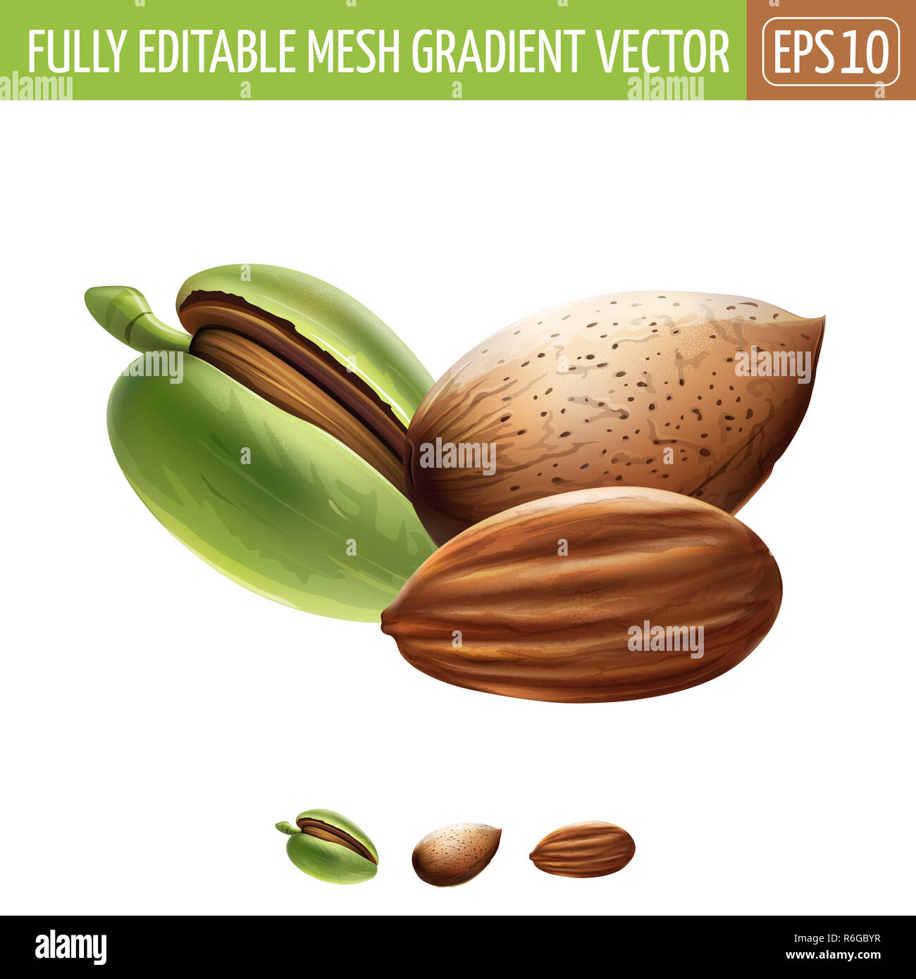 Almond on white background. Vector illustration Stock Photo - Alamy