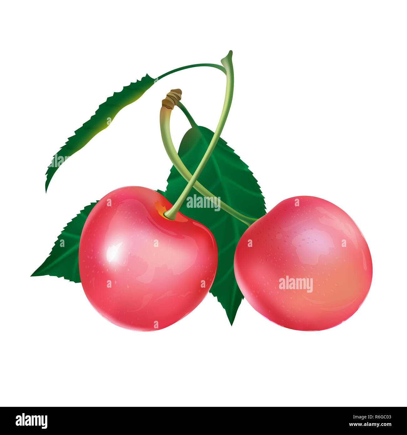Pink Cherry on white background Stock Photo - Alamy