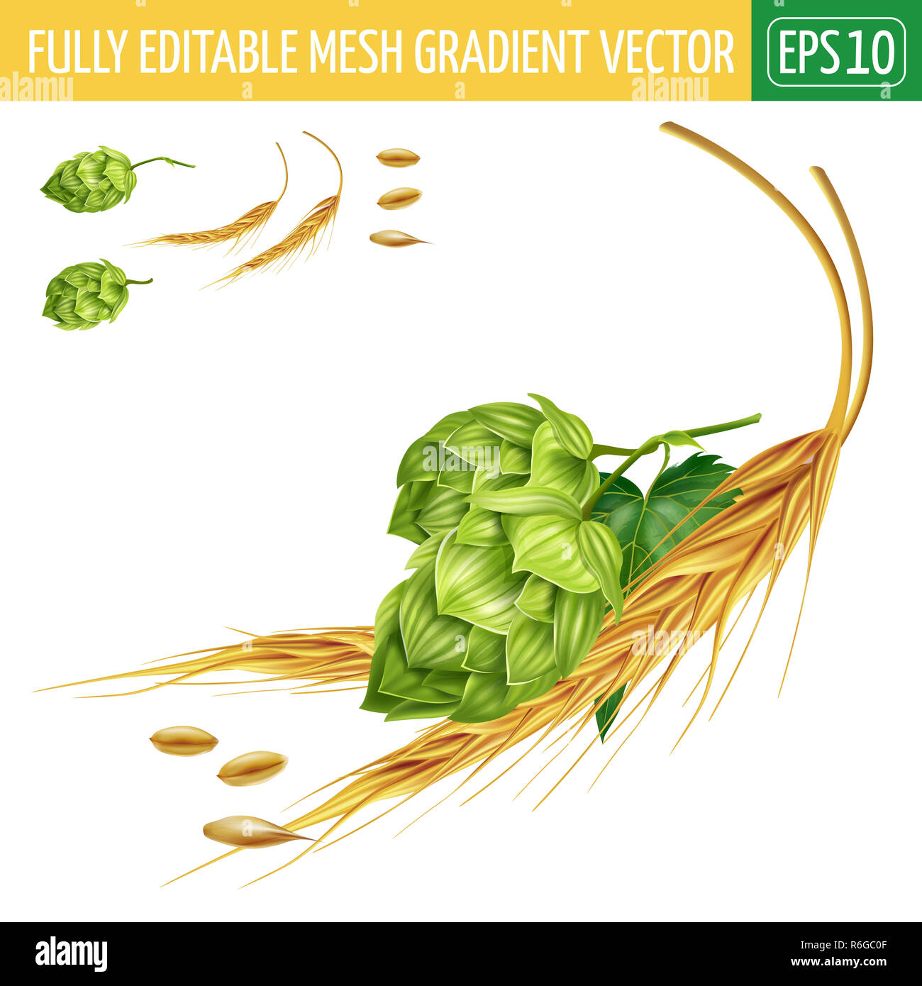 Hops and malt on white background. Vector illustration Stock Photo - Alamy