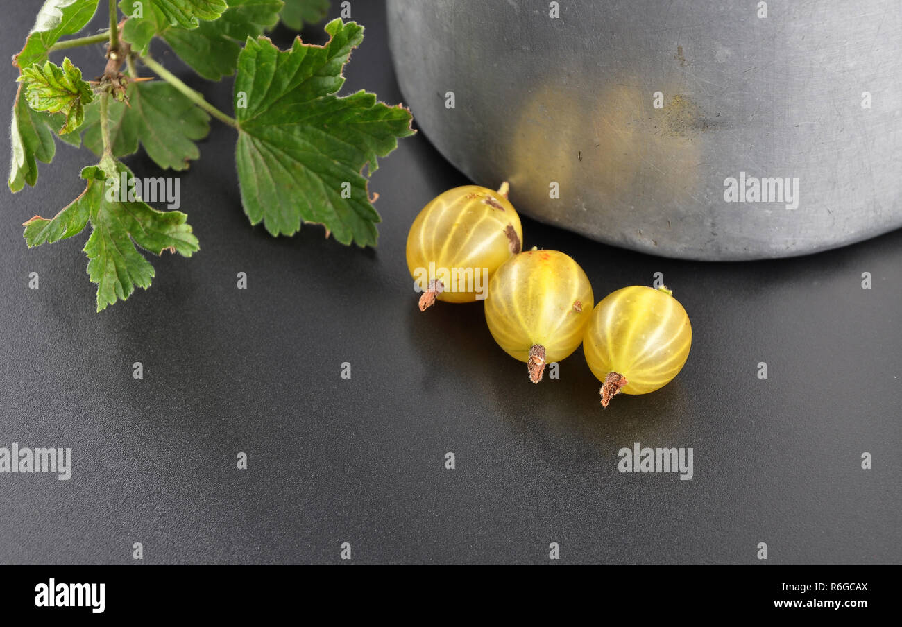 gooseberries with sprig of tin bucket on black Stock Photo - Alamy