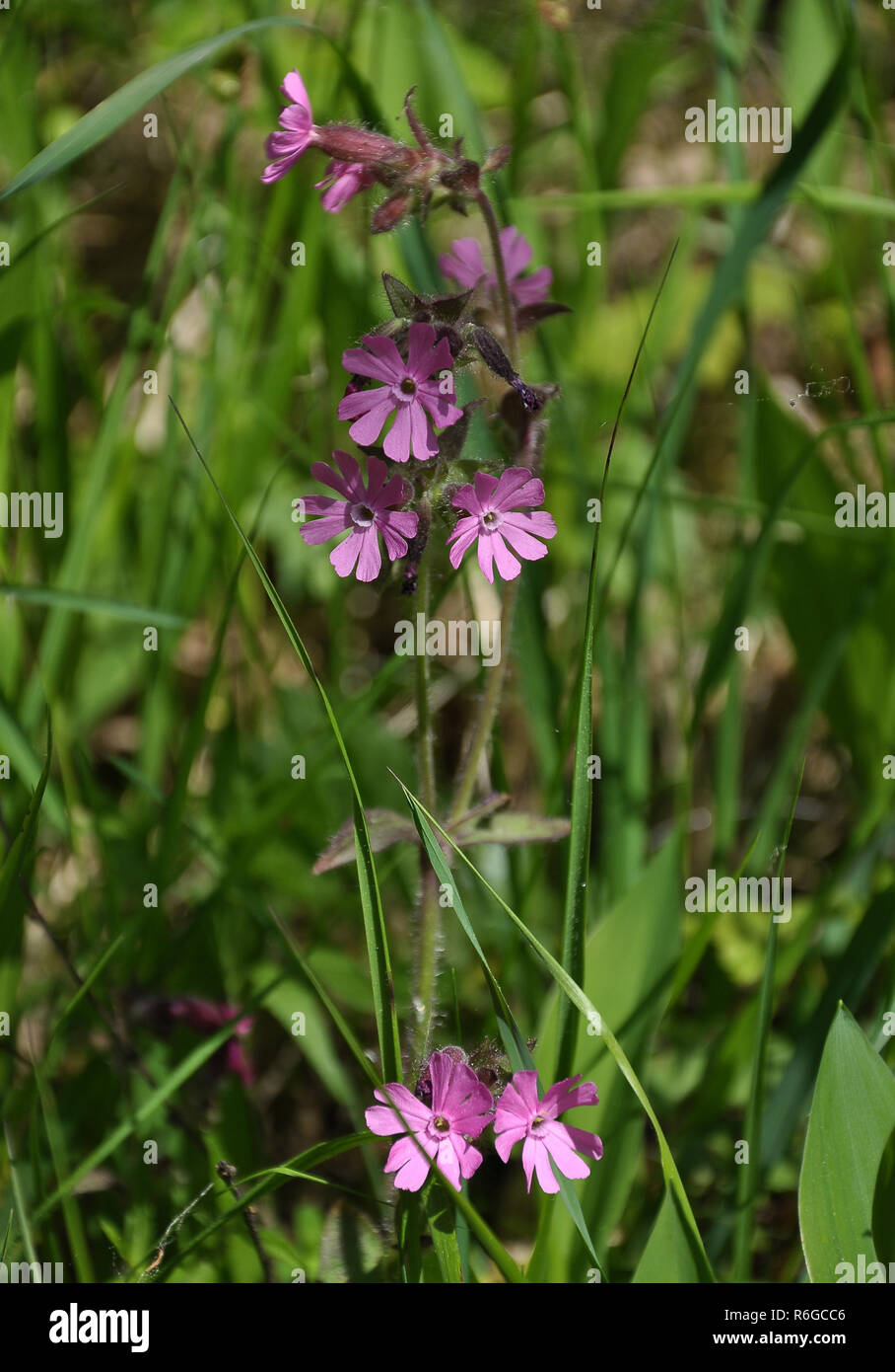 red carnation in natural environment Stock Photo - Alamy