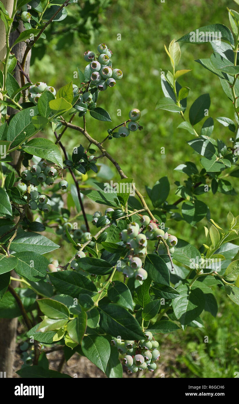 Blaubeerpflanze hi-res stock photography and images - Alamy