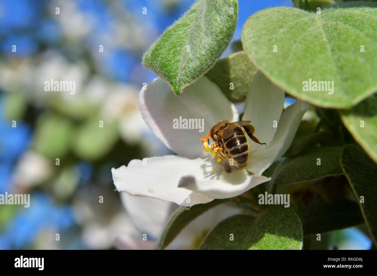 Bee under petal hi-res stock photography and images - Alamy