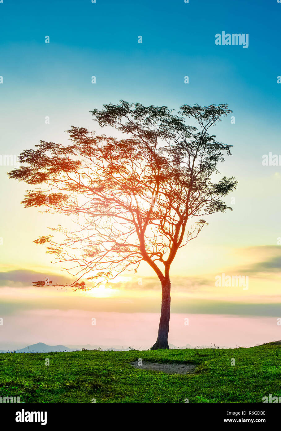 One tree sunset / The tree on slope hill mountain and beautiful sunrise ...