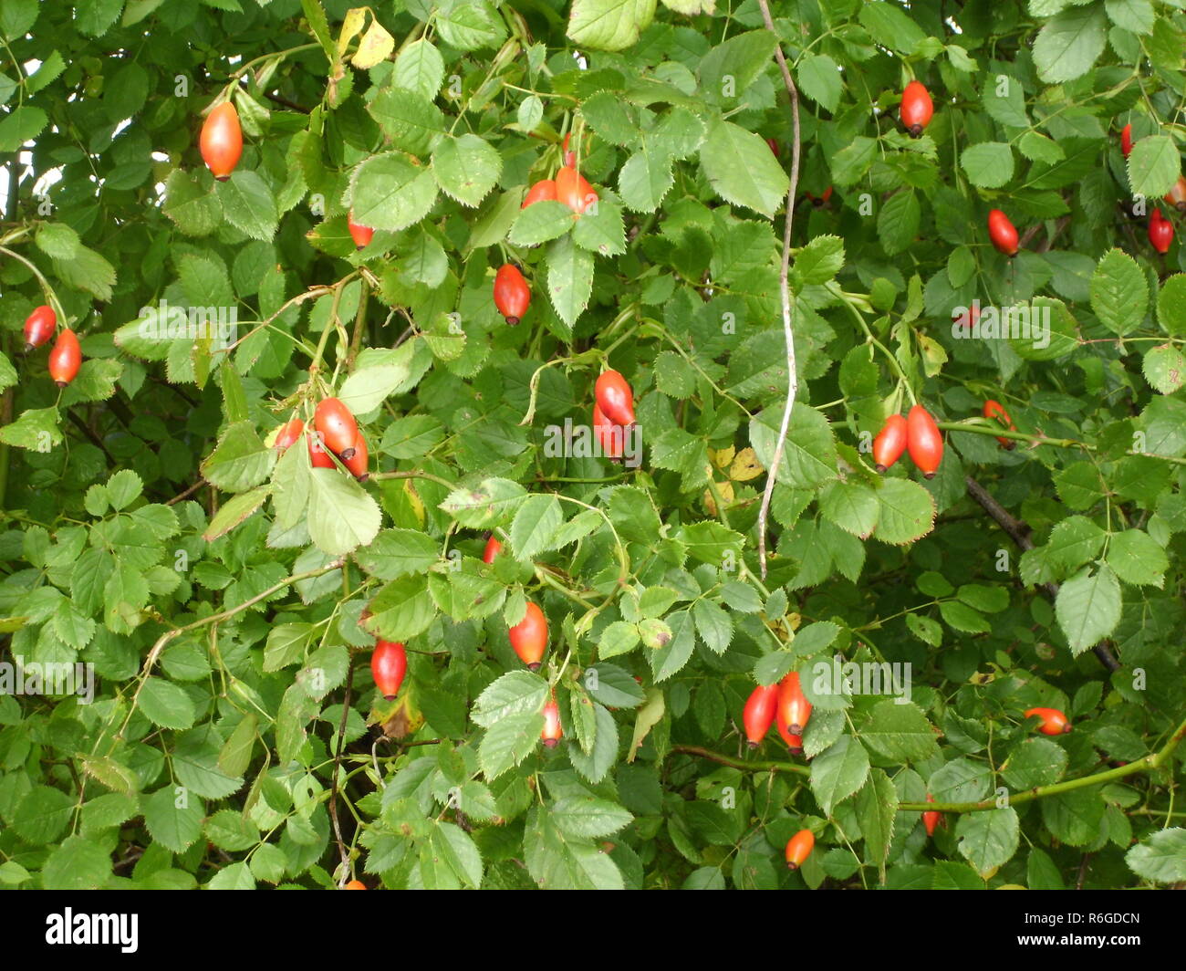 rosehip shrub with fruits Stock Photo - Alamy