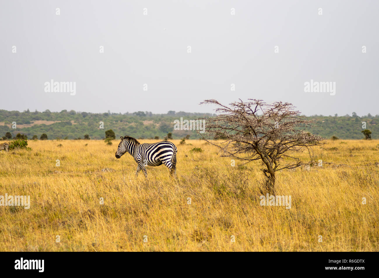Isolated zebra in the savannah countryside of Nairobi Park in Kenya ...