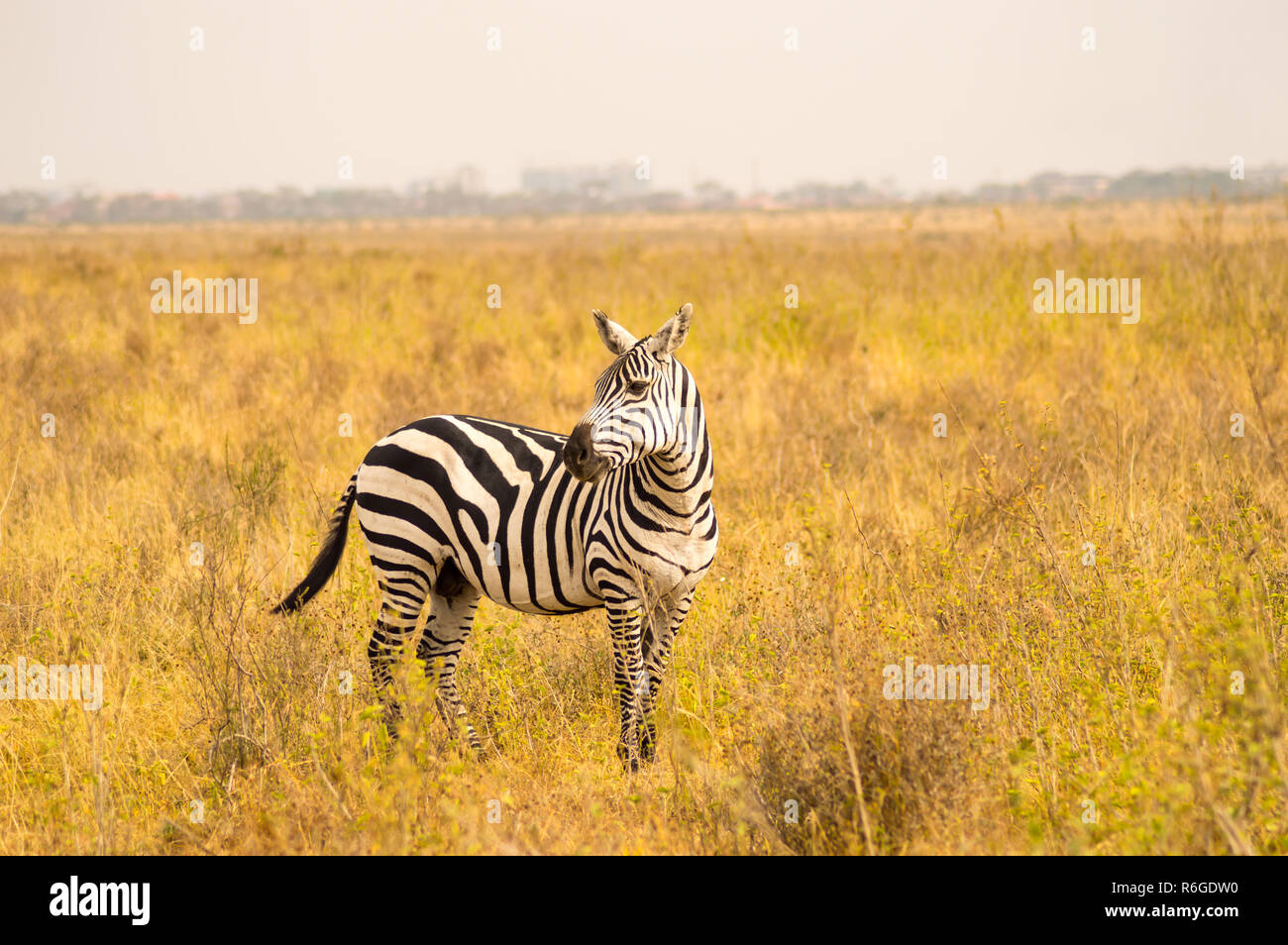 Isolated zebra in the savannah countryside of Nairobi Park in Kenya ...