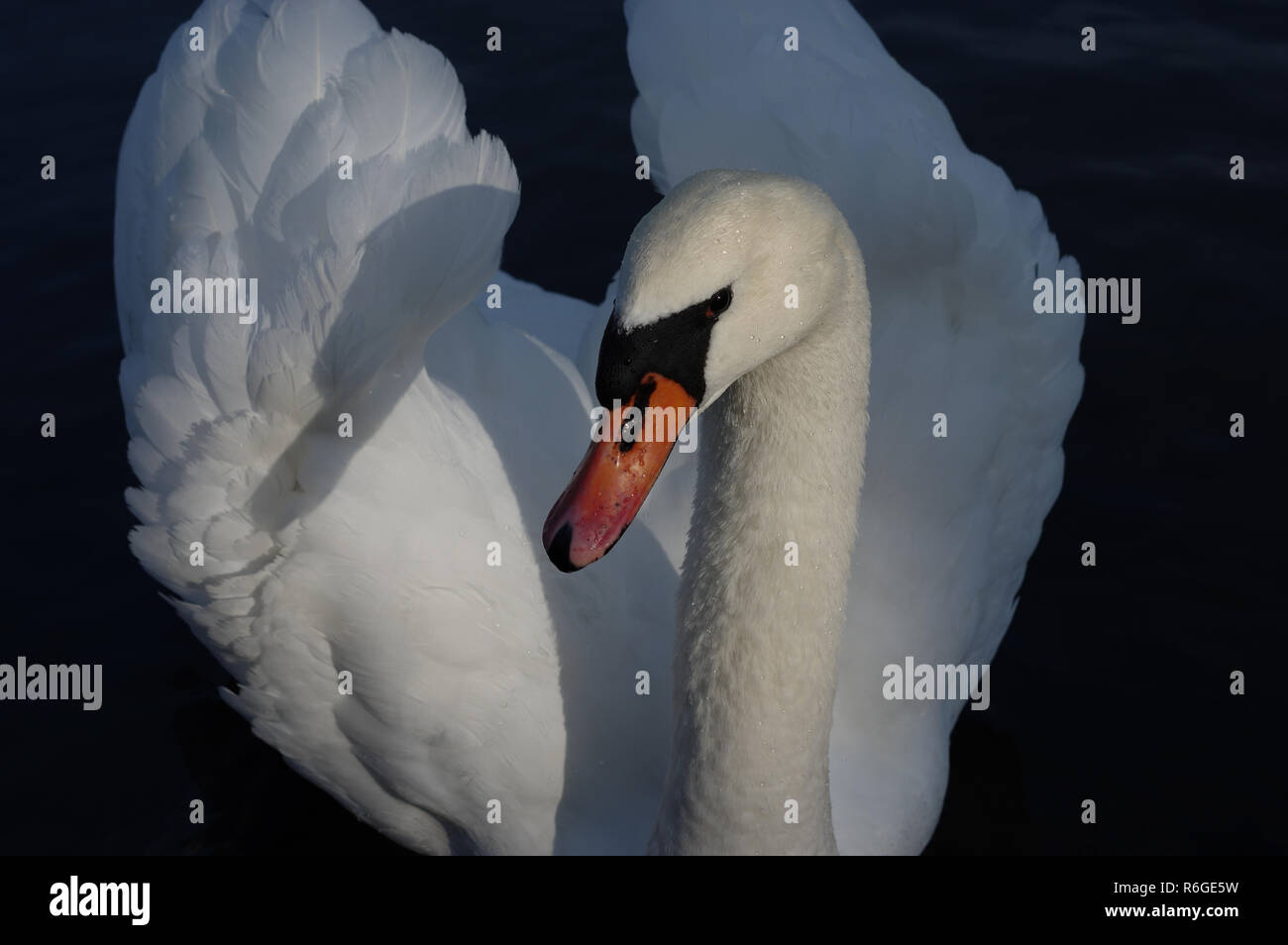Mute swan dark background hi-res stock photography and images - Alamy