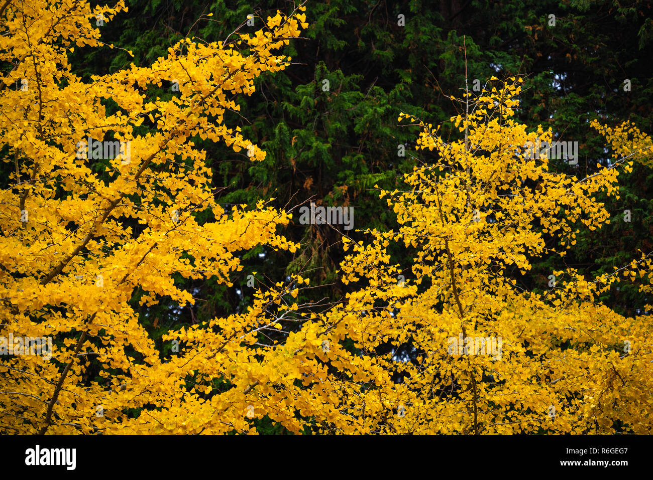 Beautiful ginkgo hi-res stock photography and images - Alamy