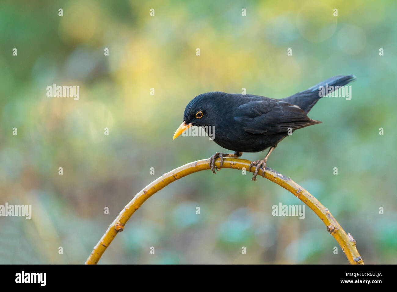 Black bird turdus merula hi-res stock photography and images - Alamy