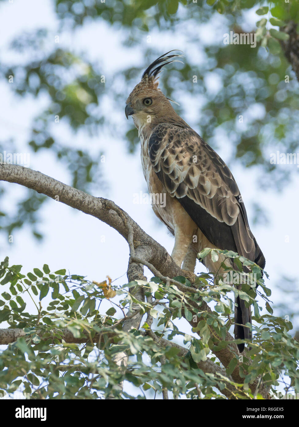 Changeable Hawk-Eagle (crested) (Nisaetus cirrhatus) Gujarat, India Stock Photo - Alamy
