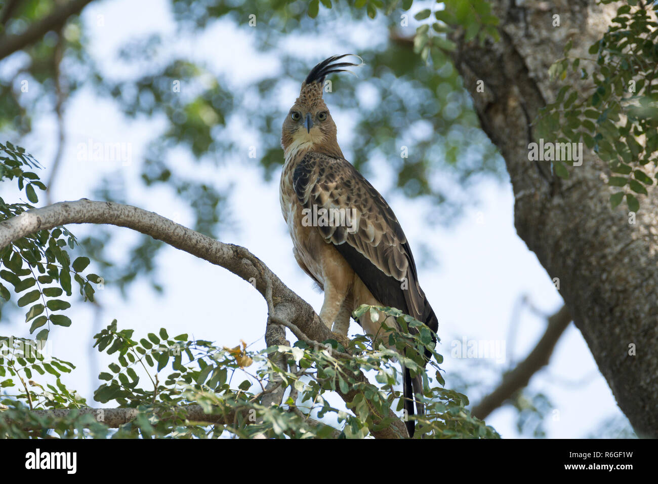 Changeable Hawk-Eagle (crested) (Nisaetus cirrhatus) Gujarat, India Stock Photo - Alamy