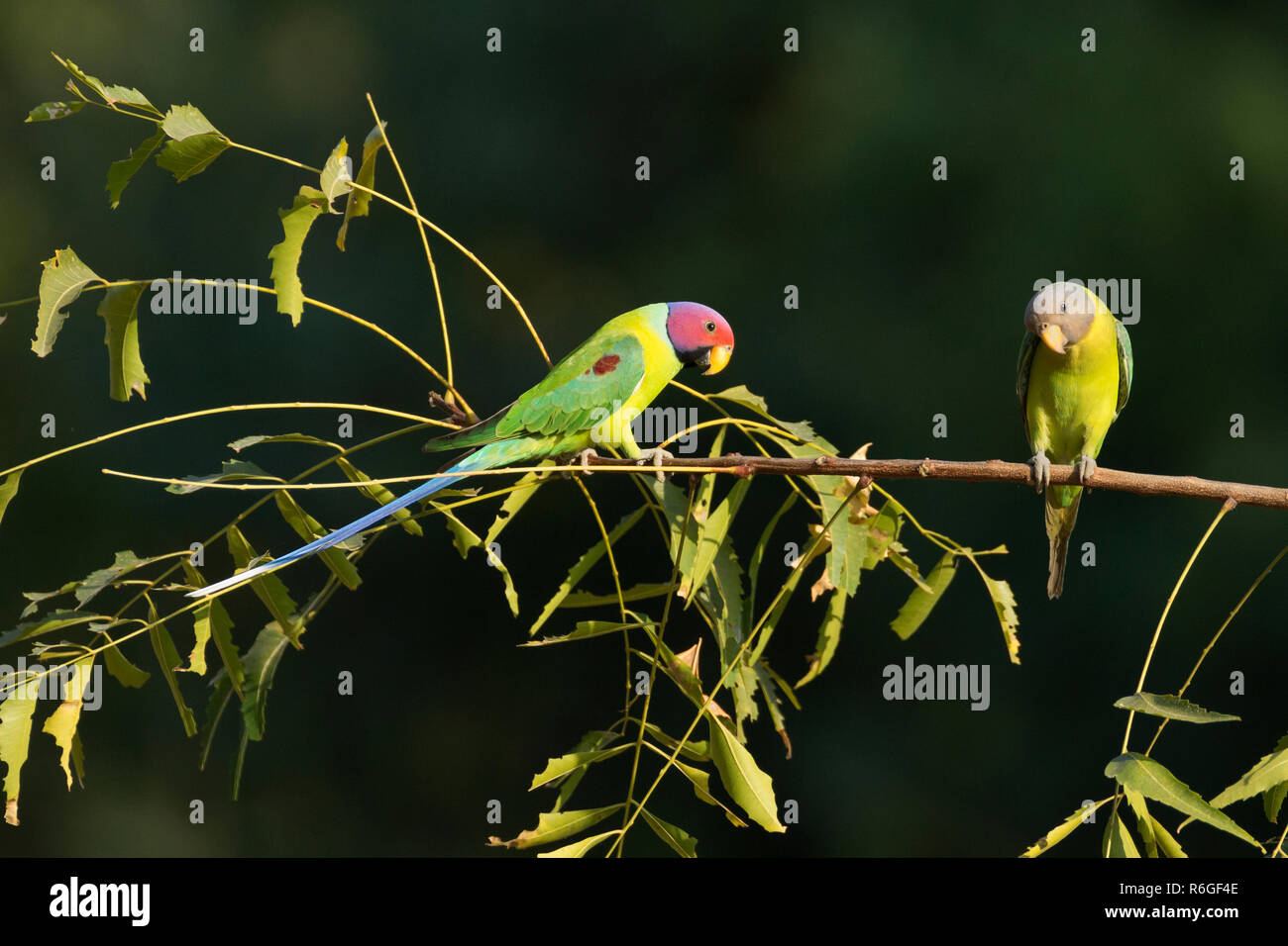 Psittacula cyanocephala pair hi-res stock photography and images - Alamy