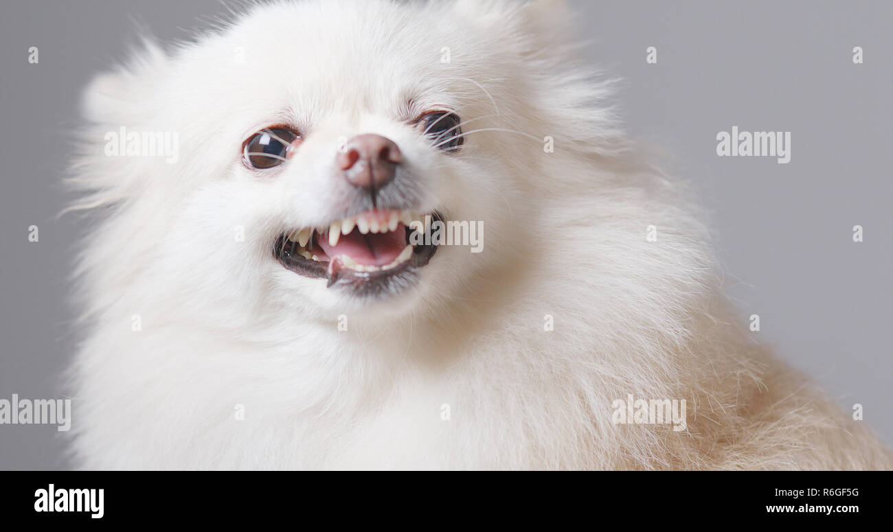 Pomeranian dog barking Stock Photo - Alamy