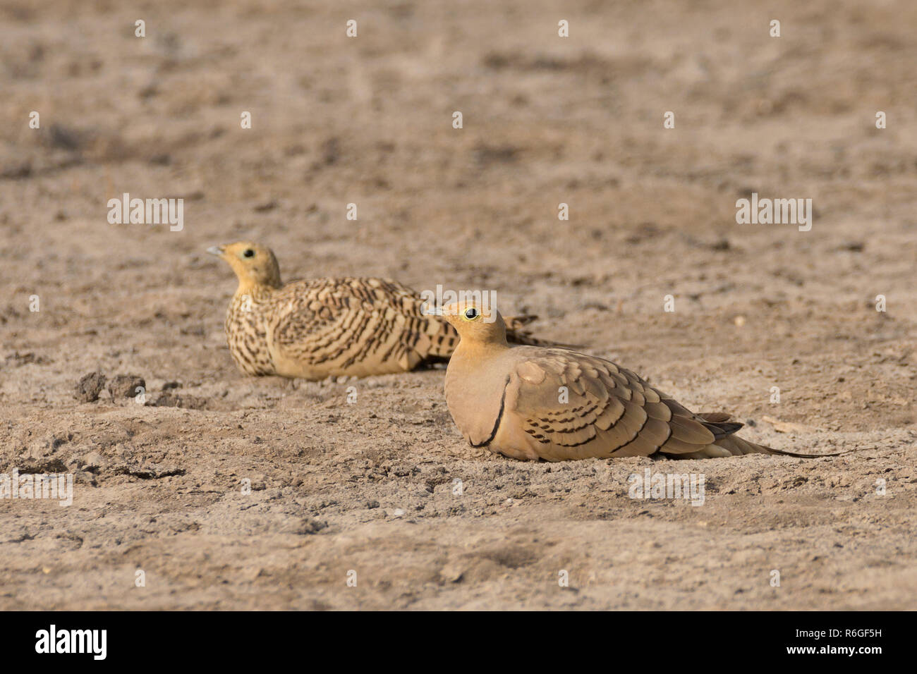 Chestnut-bellied Sandgrouse Pterocles exustus Stock Photo - Alamy