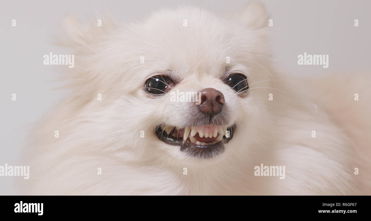 Why Does My Pomeranian Growl At Me