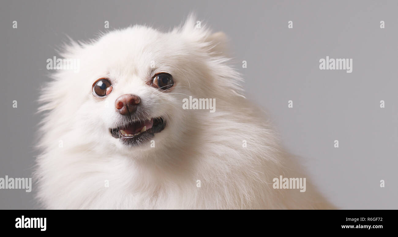Pomeranian dog getting angry Stock Photo - Alamy
