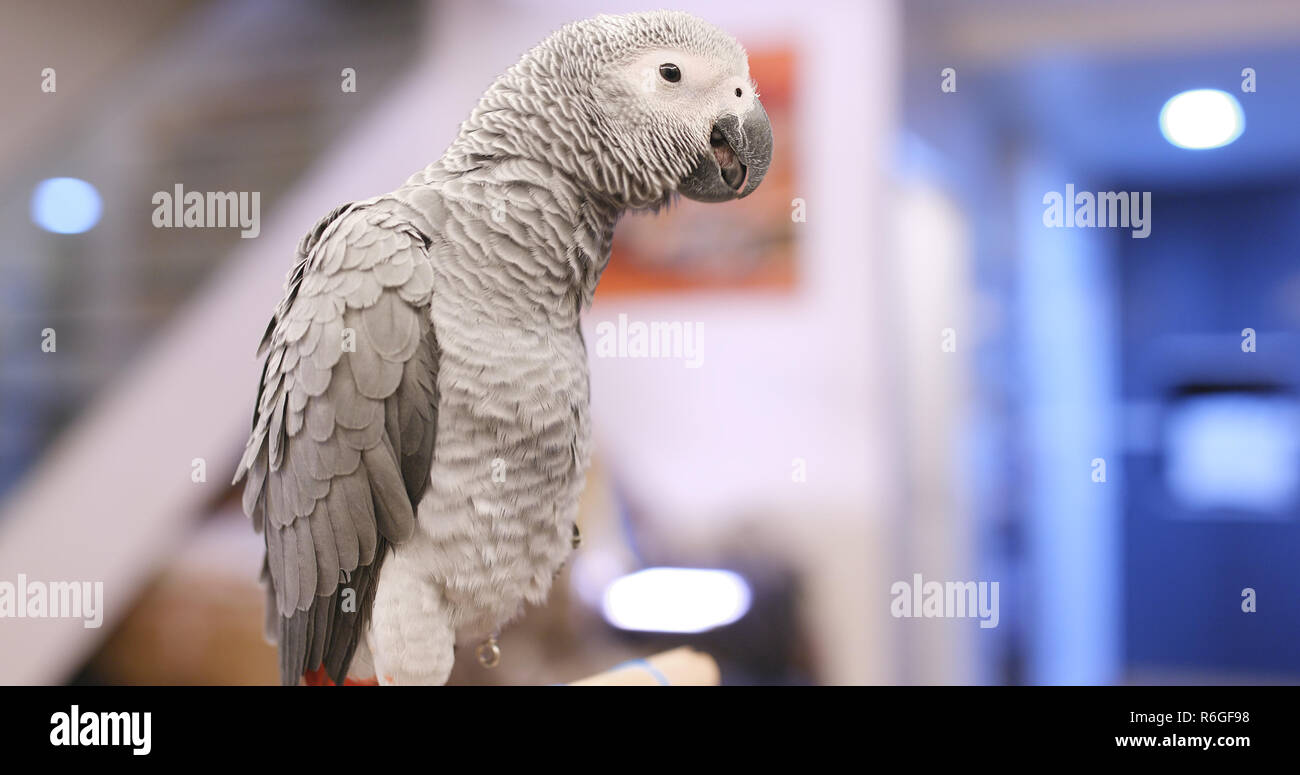 African grey parrot home hi-res stock photography and images - Alamy